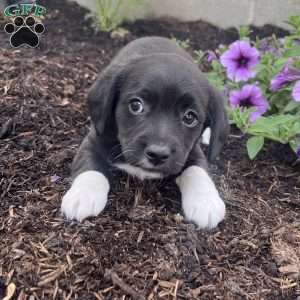 Jack-A-Poo Puppies For Sale - Greenfield Puppies