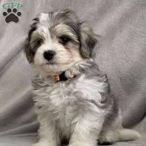 Maltipoo Puppies For Sale | Greenfield Puppies