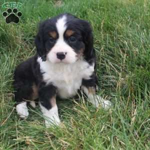 Miniature Bernese Mountain Dog Puppies for Sale | Greenfield Puppies