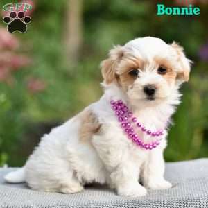 Morkie-Poo Puppies For Sale | Greenfield Puppies