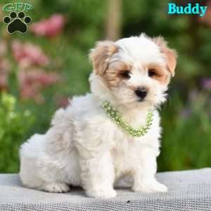 Morkie-Poo Puppies For Sale | Greenfield Puppies