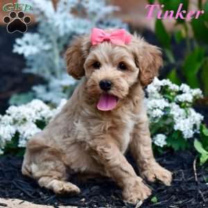 Floyd Martin - Greenfield Puppies