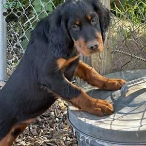 Irish Setter Mix Puppies for Sale | Greenfield Puppies