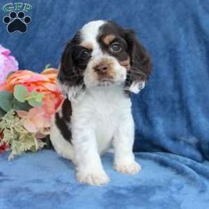 Cocker Spaniel Puppies For Sale | Greenfield Puppies
