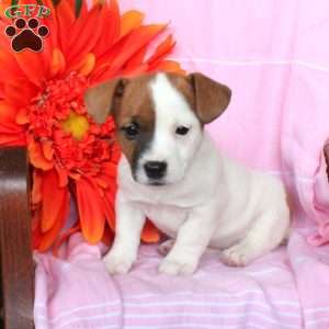 Jack Russell Terrier Puppies For Sale | Greenfield Puppies