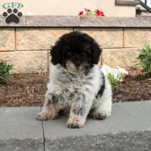 Popular Puppies - See Popular Puppies for Sale | Greenfield Puppies