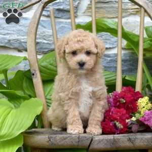 Bich-poo Puppies For Sale | Greenfield Puppies