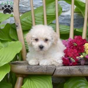 Bich-poo Puppies For Sale | Greenfield Puppies