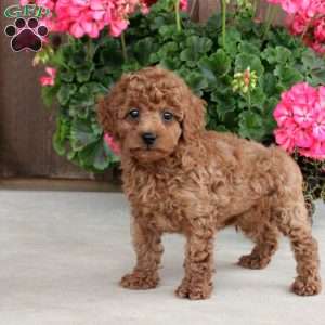 Toy Poodle Puppies For Sale | Greenfield Puppies