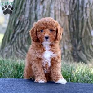 Sam and Rachael Stoltzfus Dog Breeder