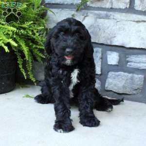 Springerdoodle Puppies for Sale | Greenfield Puppies