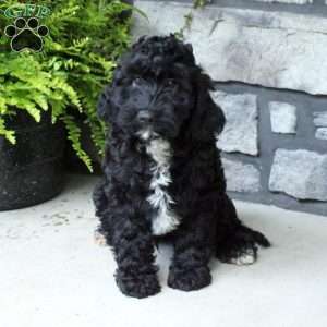 Springerdoodle Puppies for Sale | Greenfield Puppies