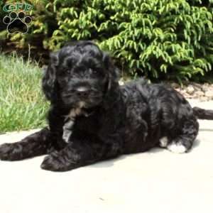 Springerdoodle Puppies for Sale | Greenfield Puppies