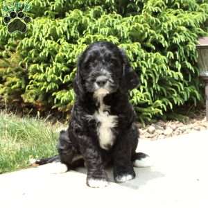 Springerdoodle Puppies for Sale | Greenfield Puppies