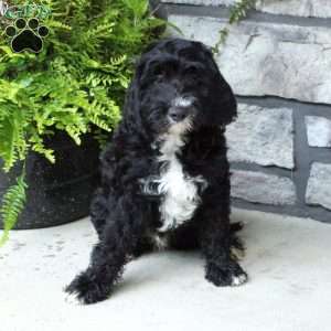 Springerdoodle Puppies for Sale | Greenfield Puppies
