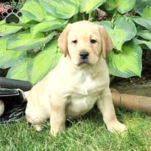 Yellow Labrador Retriever Puppies For Sale | Greenfield Puppies