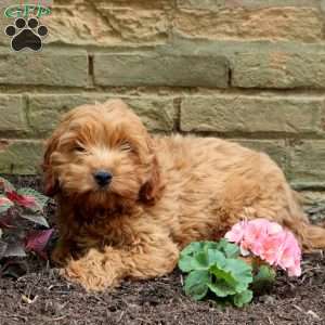 Cockapoo Puppies for Sale - Greenfield Puppies