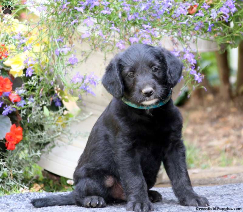 Labradoodle Straight Hair