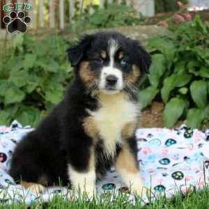Australian Shepherd Puppies For Sale - Greenfield Puppies