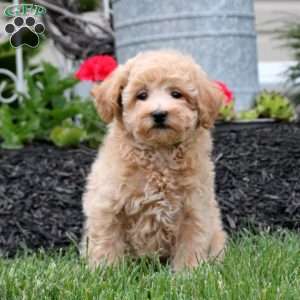 Bich-poo Puppies For Sale | Greenfield Puppies