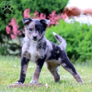 Blue Heeler Mix Puppies For Sale | Greenfield Puppies
