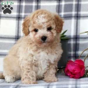 Havapoo Puppies For Sale - Greenfield Puppies