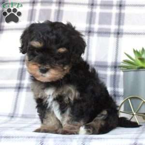Havapoo Puppies For Sale - Greenfield Puppies