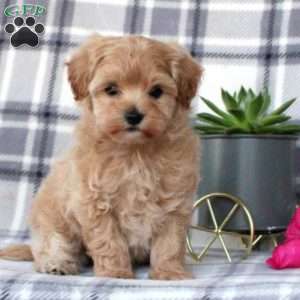 Havapoo Puppies For Sale - Greenfield Puppies