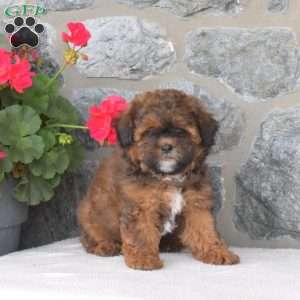 Shih-Poo Puppies For Sale | Greenfield Puppies