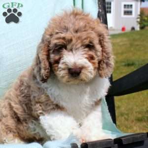 Springerdoodle Puppies for Sale | Greenfield Puppies