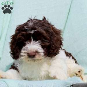 Springerdoodle Puppies for Sale | Greenfield Puppies