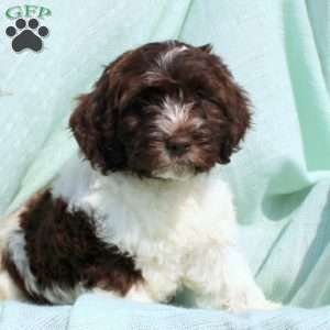 Springerdoodle Puppies for Sale | Greenfield Puppies