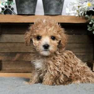 Bich-poo Puppies For Sale | Greenfield Puppies