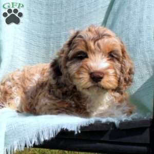 Springerdoodle Puppies for Sale | Greenfield Puppies