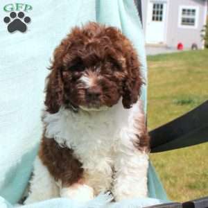 Springerdoodle Puppies for Sale | Greenfield Puppies