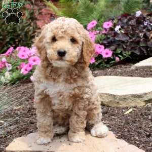 Cockapoo Puppies for Sale - Greenfield Puppies