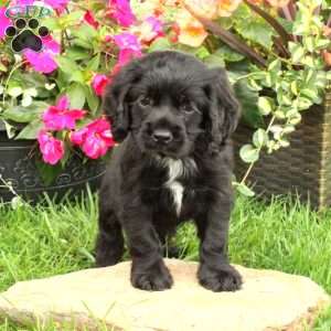 Cocker Spaniel Puppies For Sale | Greenfield Puppies