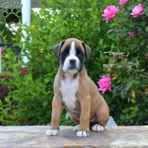 Boxer Puppies For Sale - Greenfield Puppies