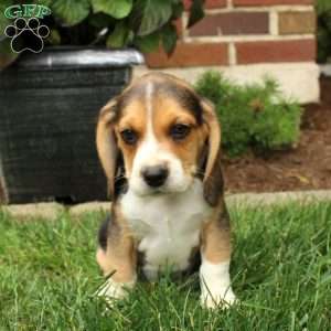 Beagle Puppies For Sale | Greenfield Puppies