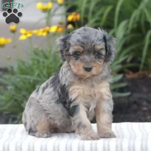 Melvin & Mary Lapp - Greenfield Puppies