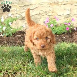 Reuben Fisher - Greenfield Puppies