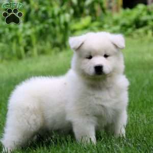 Samoyed Puppies For Sale - Greenfield Puppies
