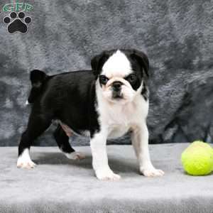 Pug Puppies For Sale | Greenfield Puppies
