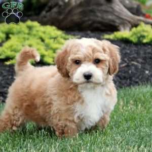 Bich-poo Puppies For Sale | Greenfield Puppies