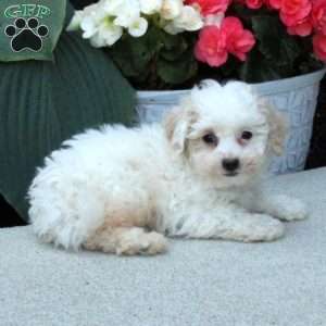 Bich-poo Puppies For Sale | Greenfield Puppies