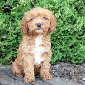 Cockapoo Puppies for Sale - Greenfield Puppies
