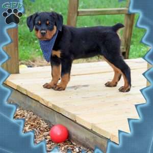 Rottweiler Puppies For Sale - Greenfield Puppies