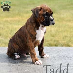 Boxer Puppies For Sale - Greenfield Puppies