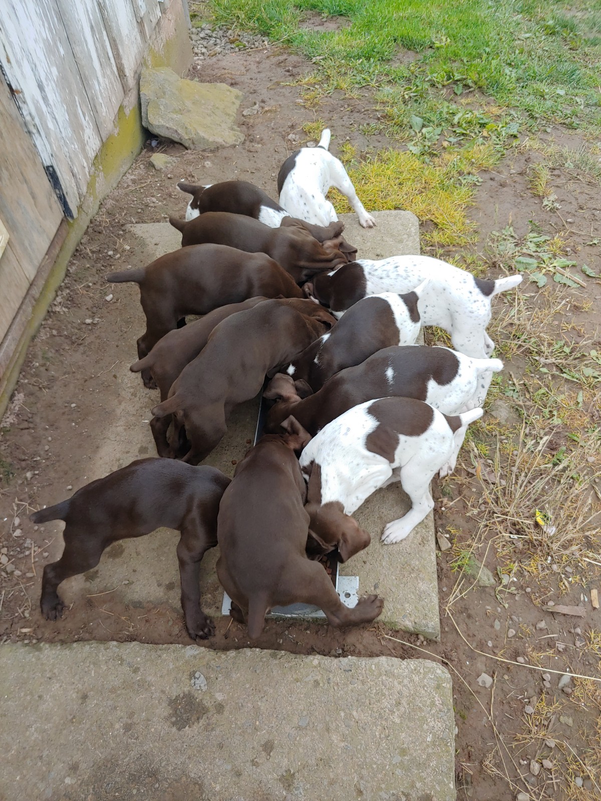 Evonne Beiler - Greenfield Puppies