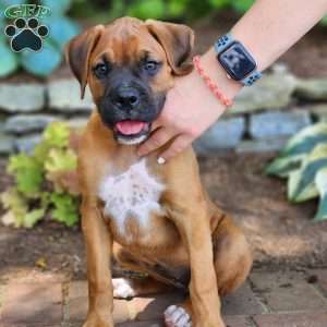 Boxer Puppies For Sale - Greenfield Puppies